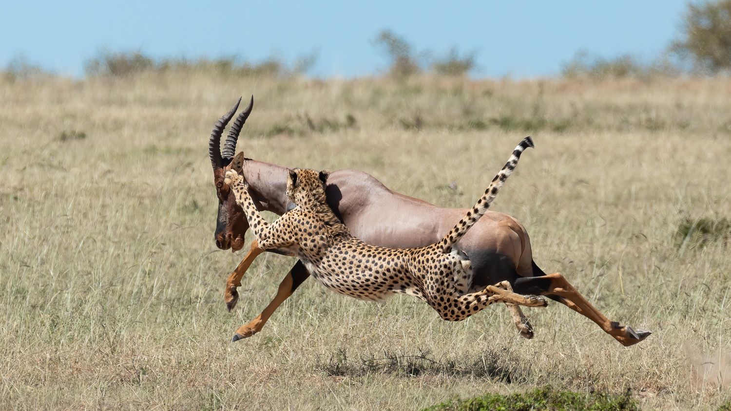Big Cats of the Maasai Mara | Photographic Trip Report | February 2019