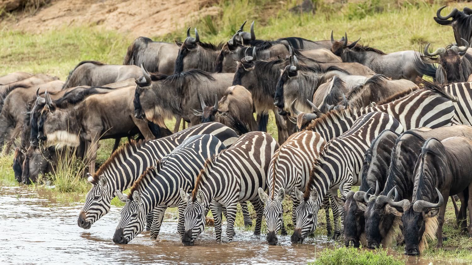 The Great Migration | Photo Trip Report | August 2019