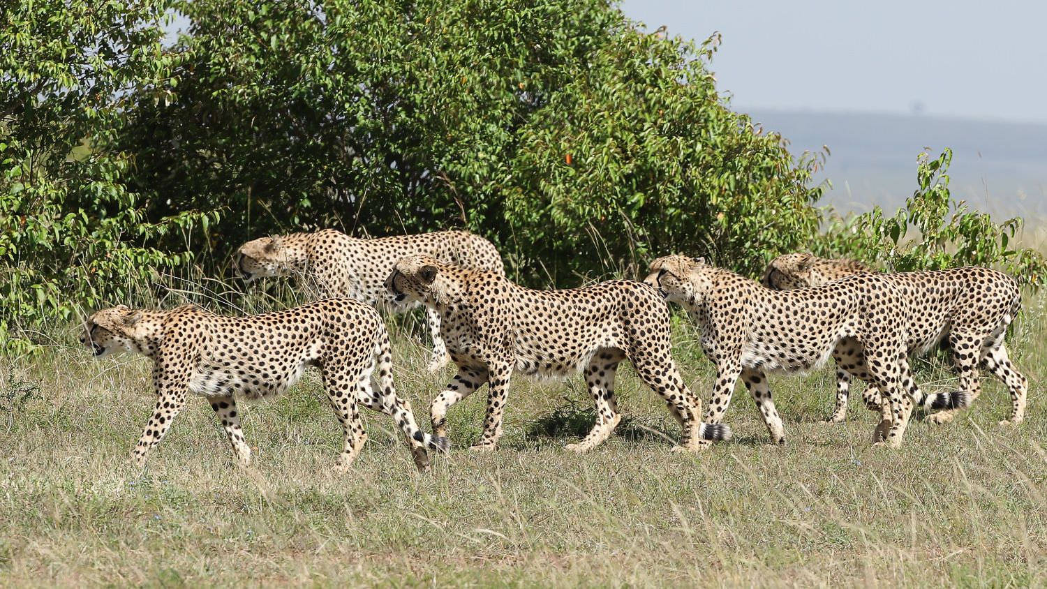 Video highlights from the WILD4 Big Cats of the Mara Photo Safari in ...