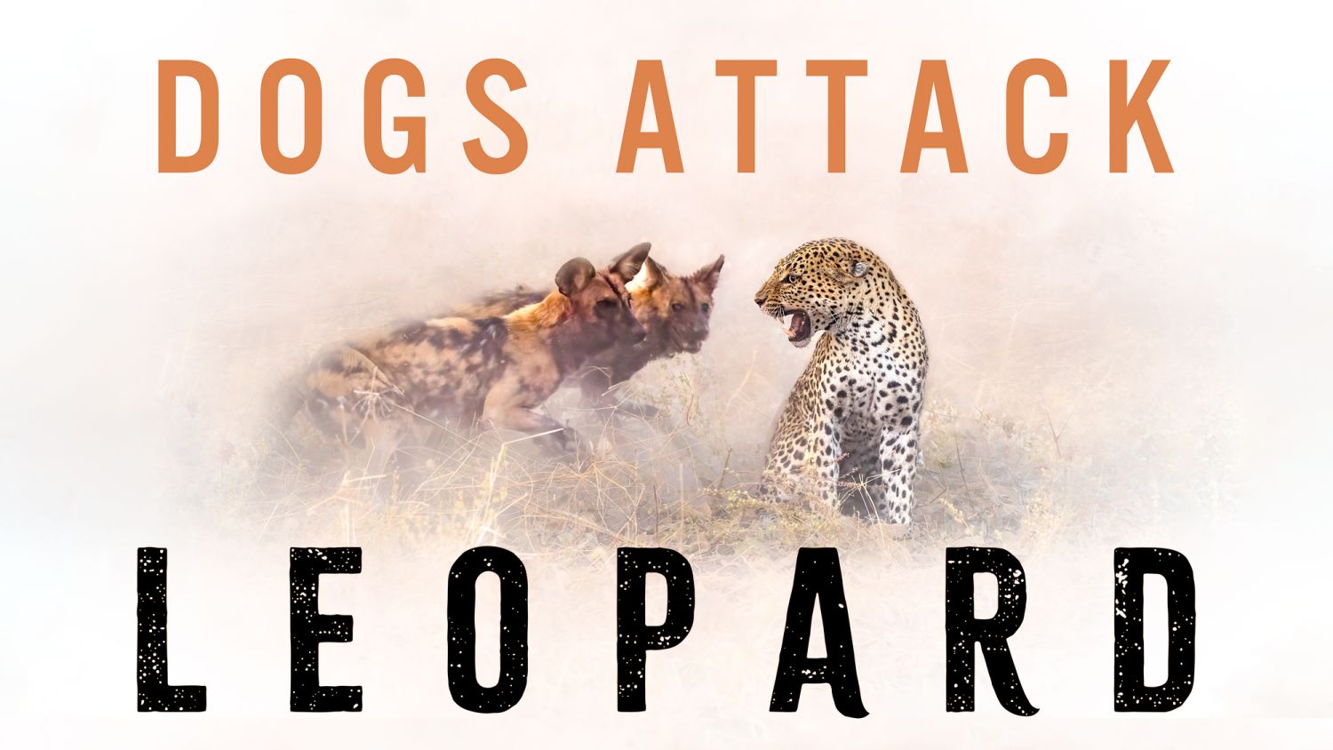 jaguars attacking dogs