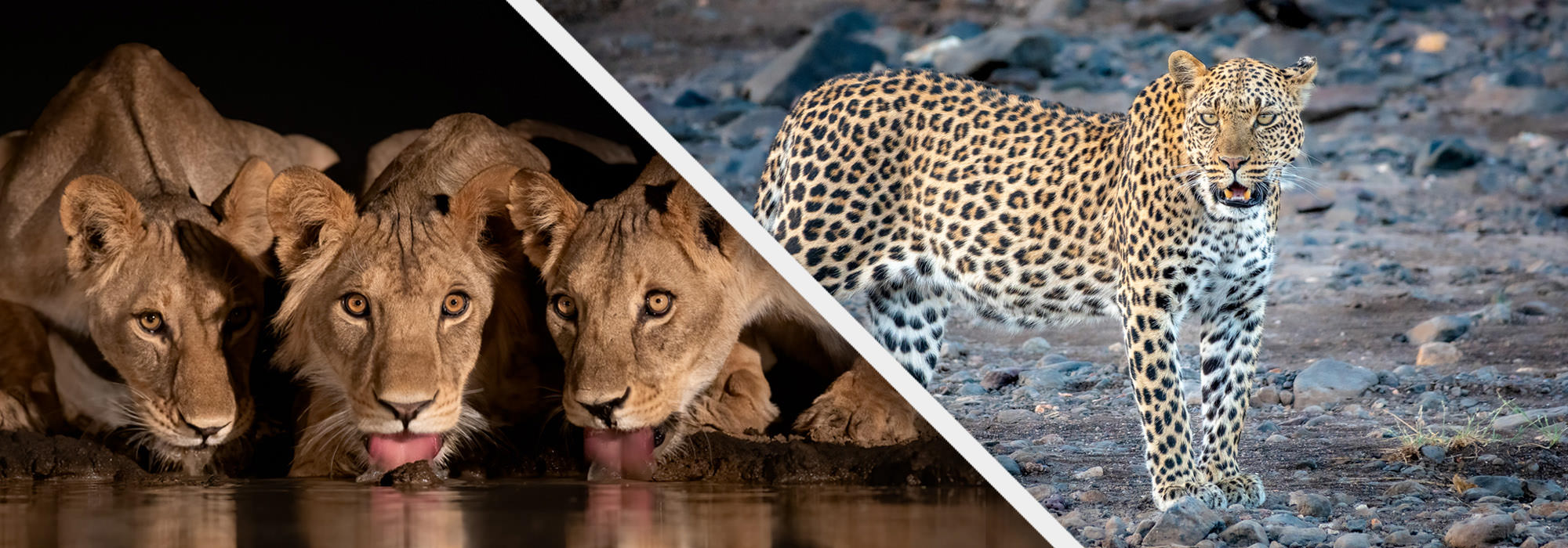 Shompole hide in Kenya & Mashatu in Botswana photo tour - WILD4 Photo ...