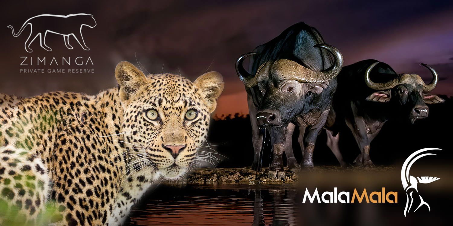 Small group African photo tour to MalaMala and Zimanga with WILD4 in ...