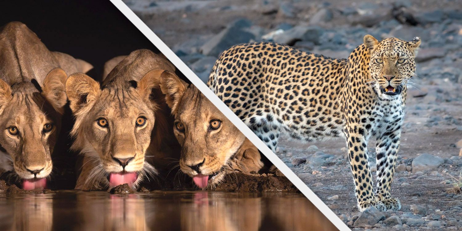 Shompole hide in Kenya & Mashatu in Botswana photo tour - WILD4 Photo ...